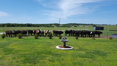 Oklahoma ranches hunting Farm Land real estate for sale,Texas ,Arkansas ...